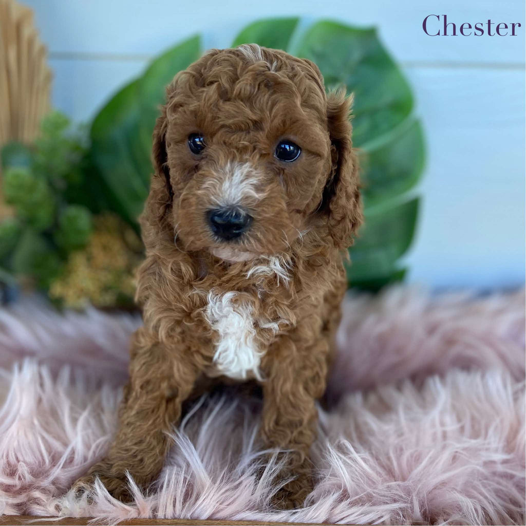 Products – Page 2 – Rovers Run Puppies